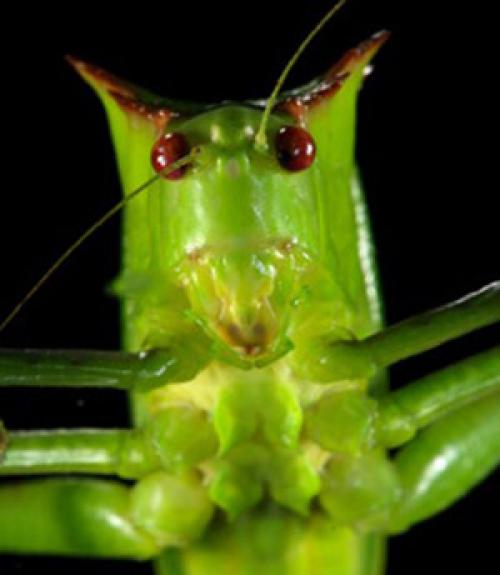 To hunt and eat, bats listen for signals in prey mating calls ...