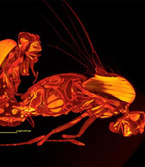 3 D Scans Of Mating Fruit Flies Uncover Female Biology